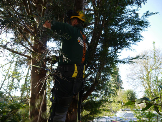 Certified Tree Surgeons in London by Fantastic Gardeners