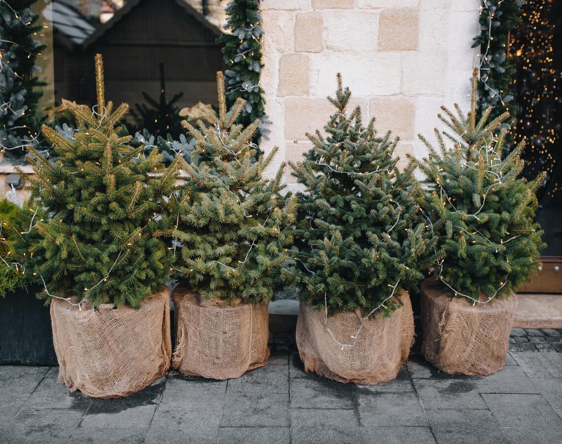 Real Christmas Tree Delivery in London | Fantastic Gardeners