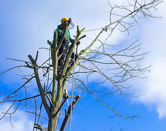 Certified Tree Surgeons in London by Fantastic Gardeners