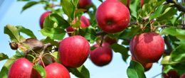 When and How to Prune Deciduous Trees? | Fantastic Gardeners