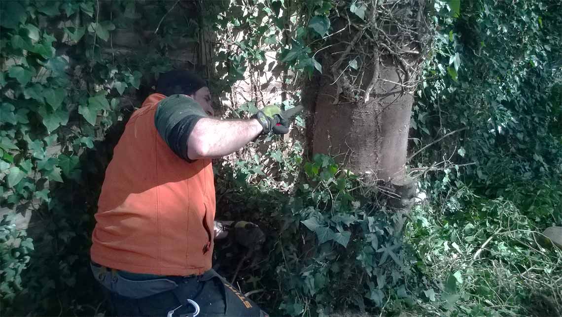 Ivy Trimming and Removal Service London