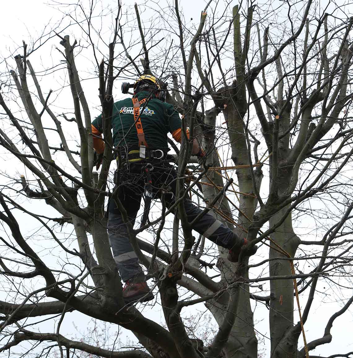 Tree Crown Lifting, Reduction & Thinning in London