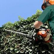 Ivy Trimming and Removal Service London