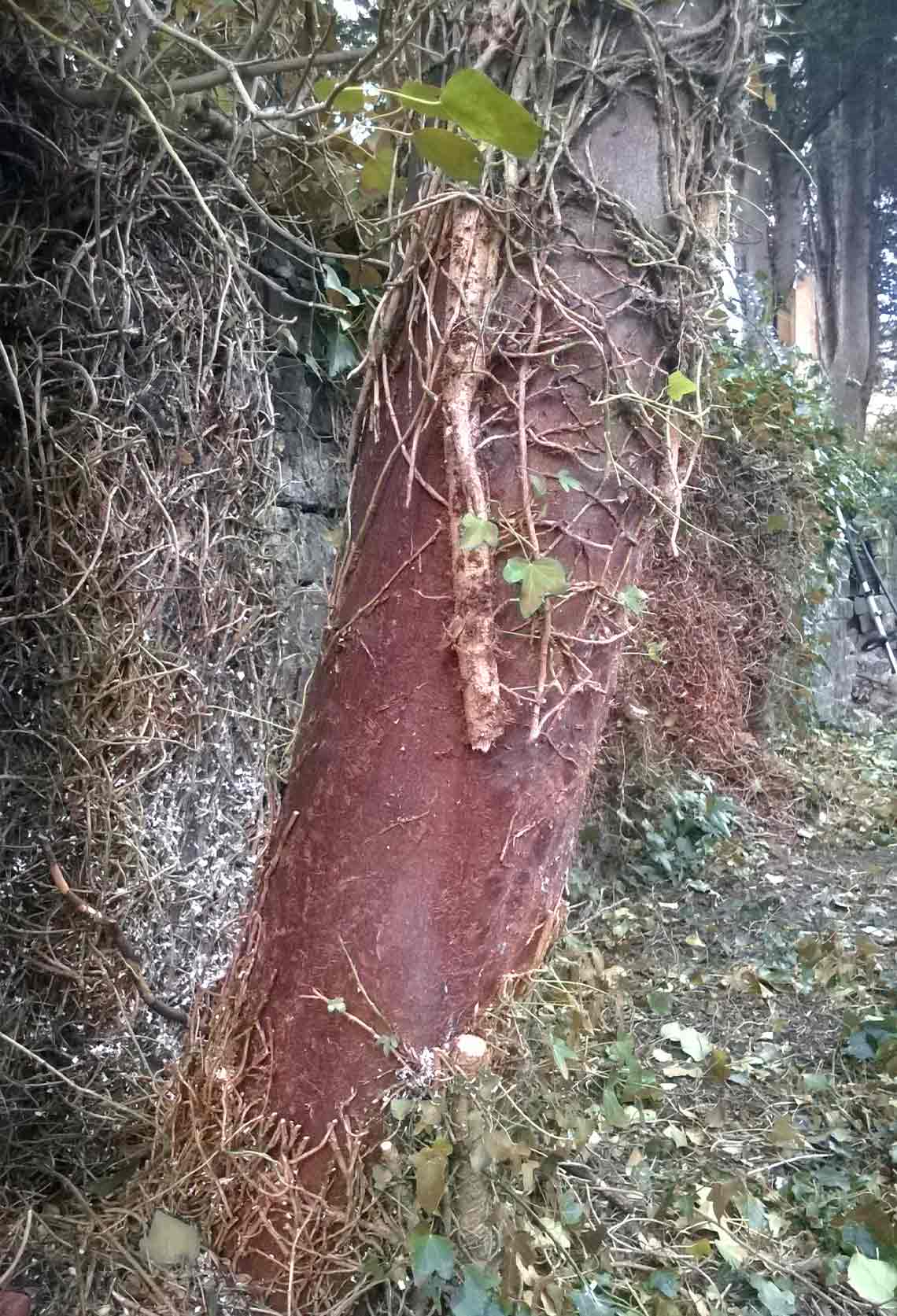 Ivy Trimming and Removal Service London