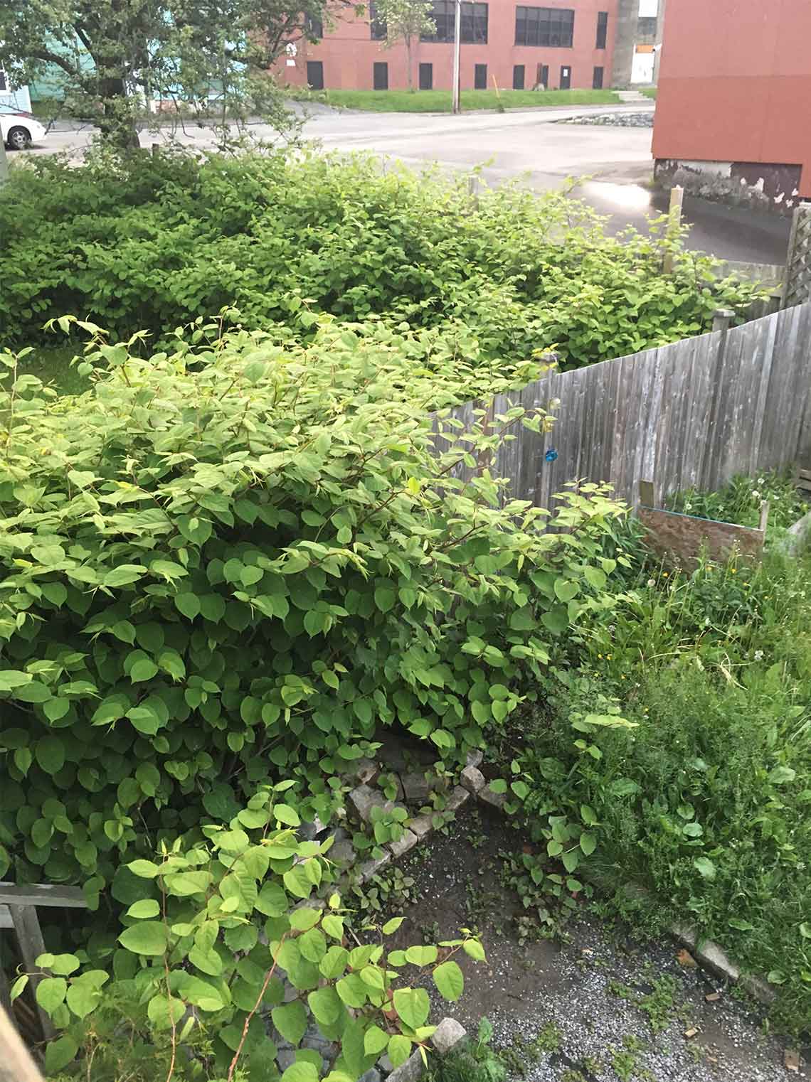 Japanese Knotweed Eradication In London Fantastic Services