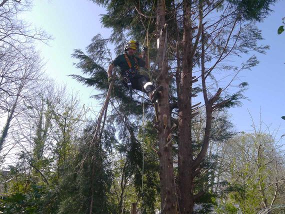 Tree Trimming and Pruning in London by Fantastic Gardeners