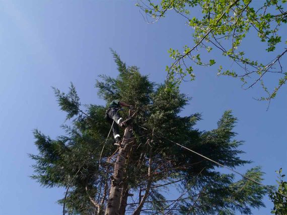 Tree Trimming and Pruning in London by Fantastic Gardeners